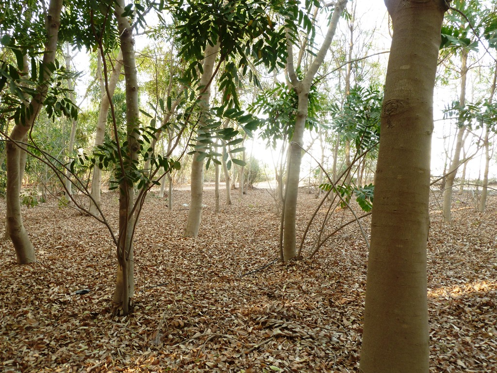 Estudio de viabilidad: De la reforestación a productos basados en ...