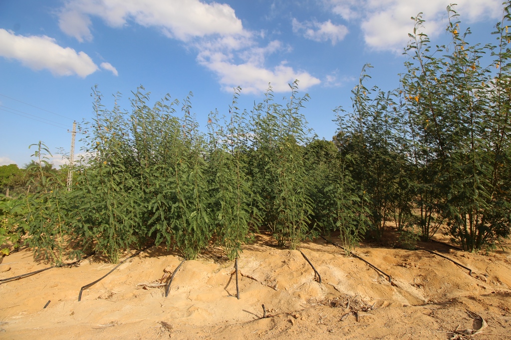 Estudio de viabilidad: De la reforestación a productos basados en ...