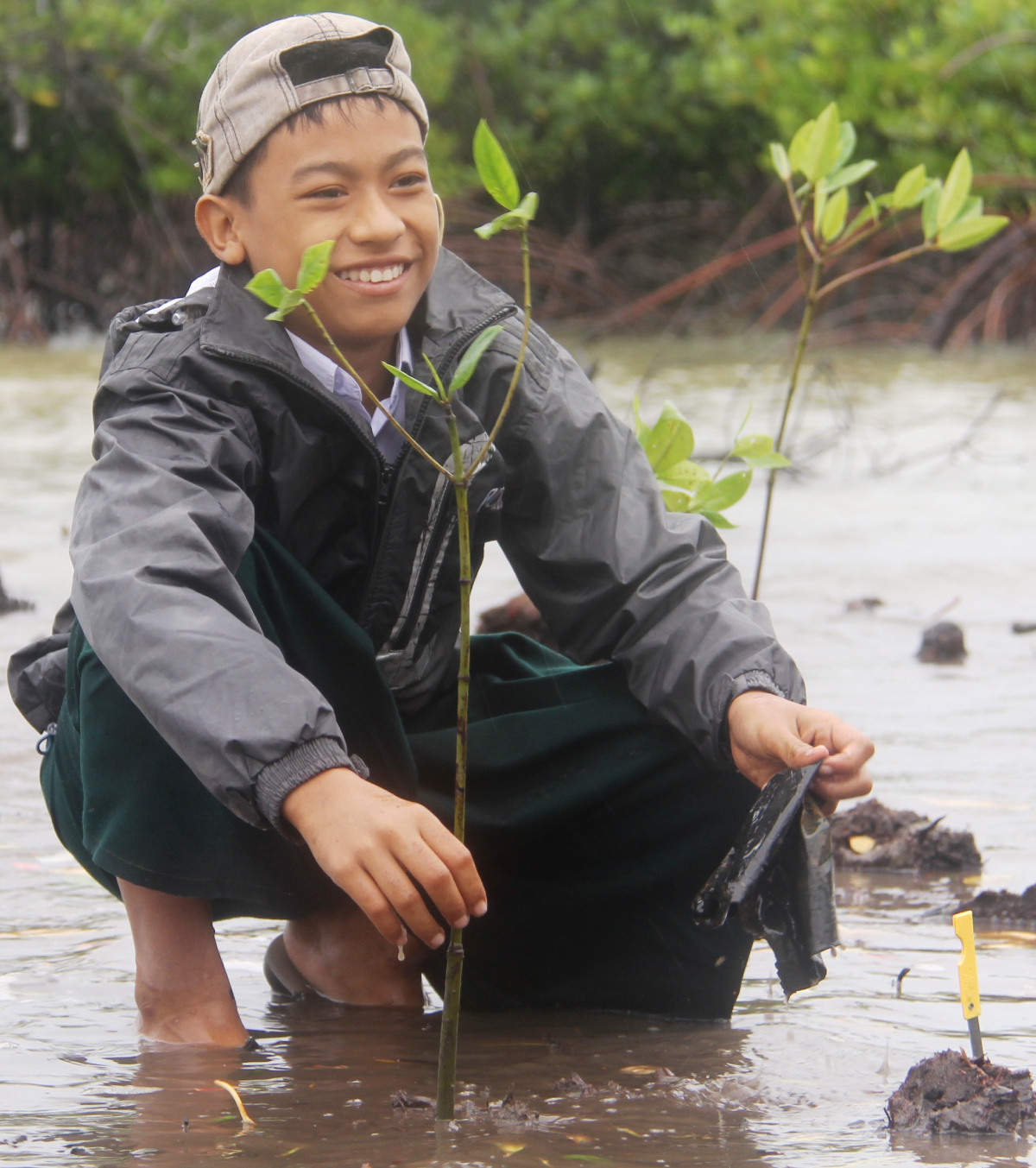 Mangroves Myanmar: FORLIANCE