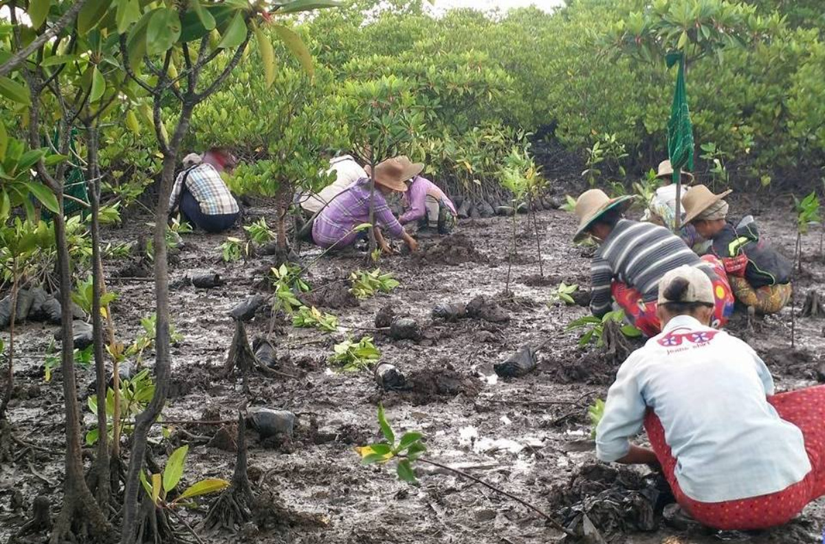 Mangroves Myanmar: FORLIANCE