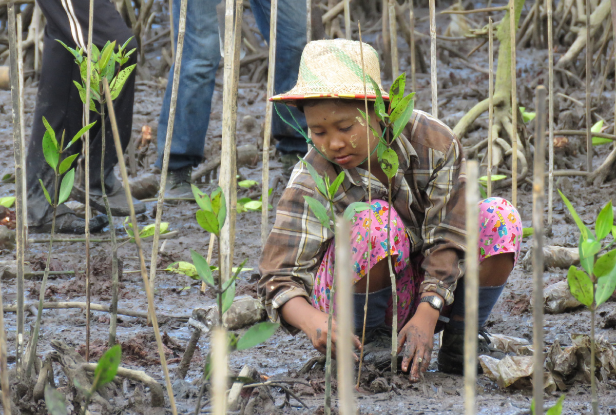Mangroves Myanmar: FORLIANCE