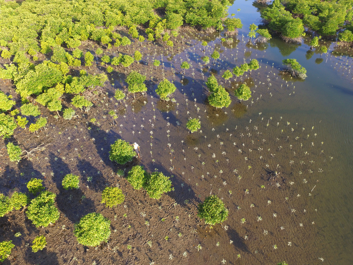 Mangroves Myanmar: FORLIANCE