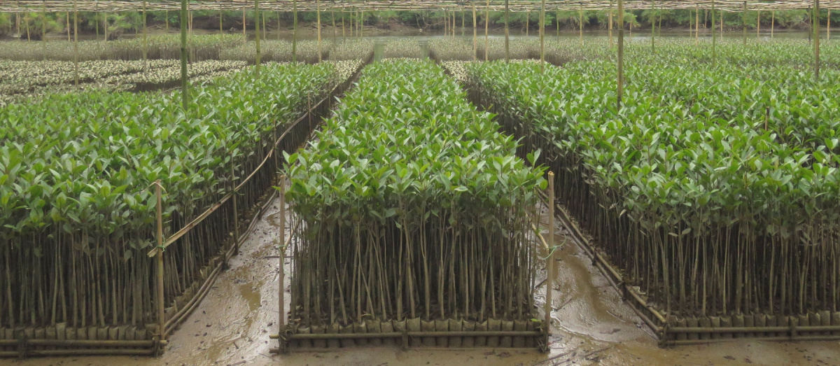 Mangroves Myanmar: FORLIANCE
