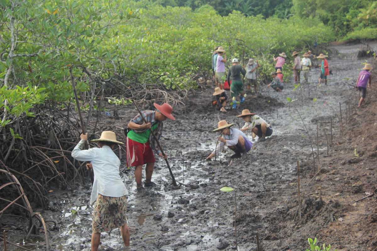 Mangroves Myanmar: FORLIANCE