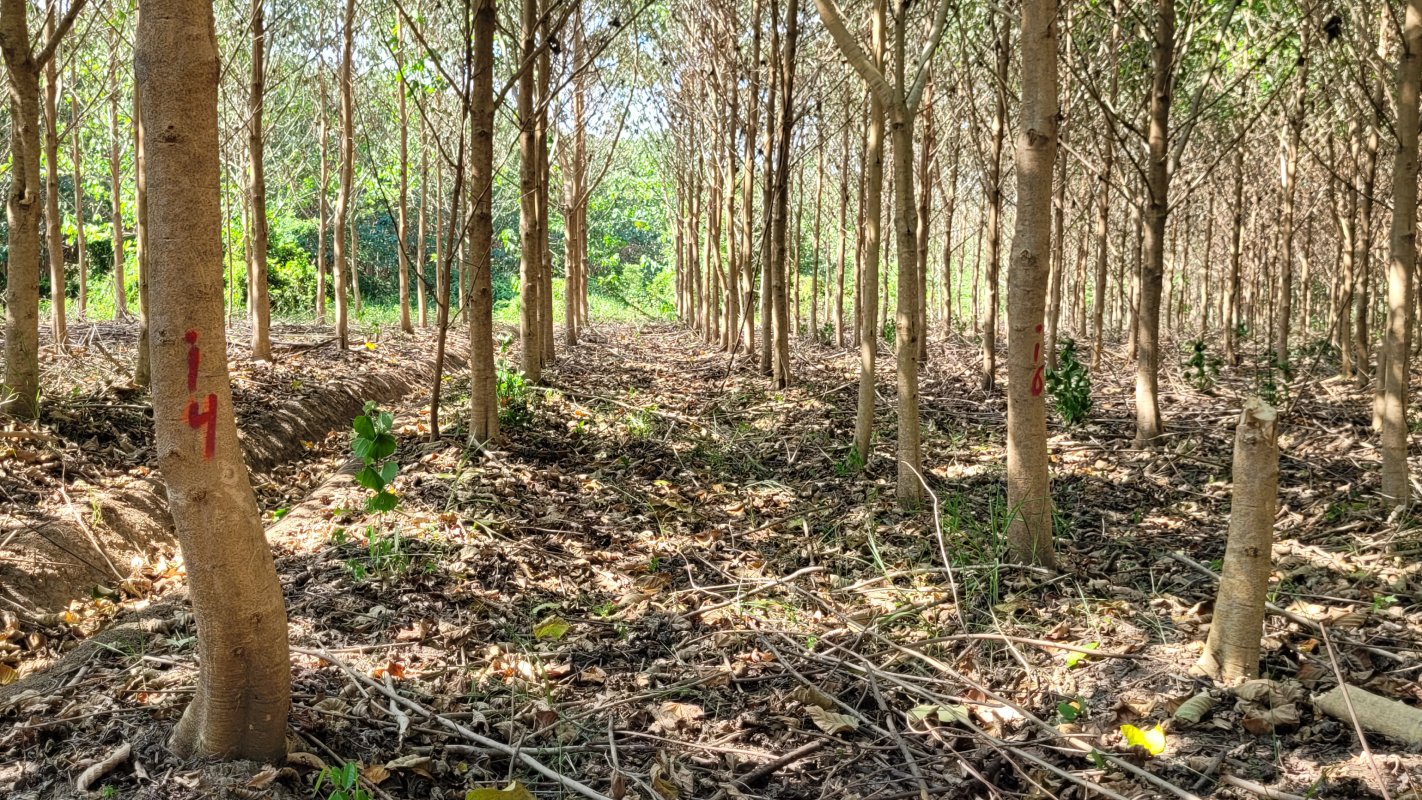 XiCO₂e: Mexican Reforestation Project: FORLIANCE