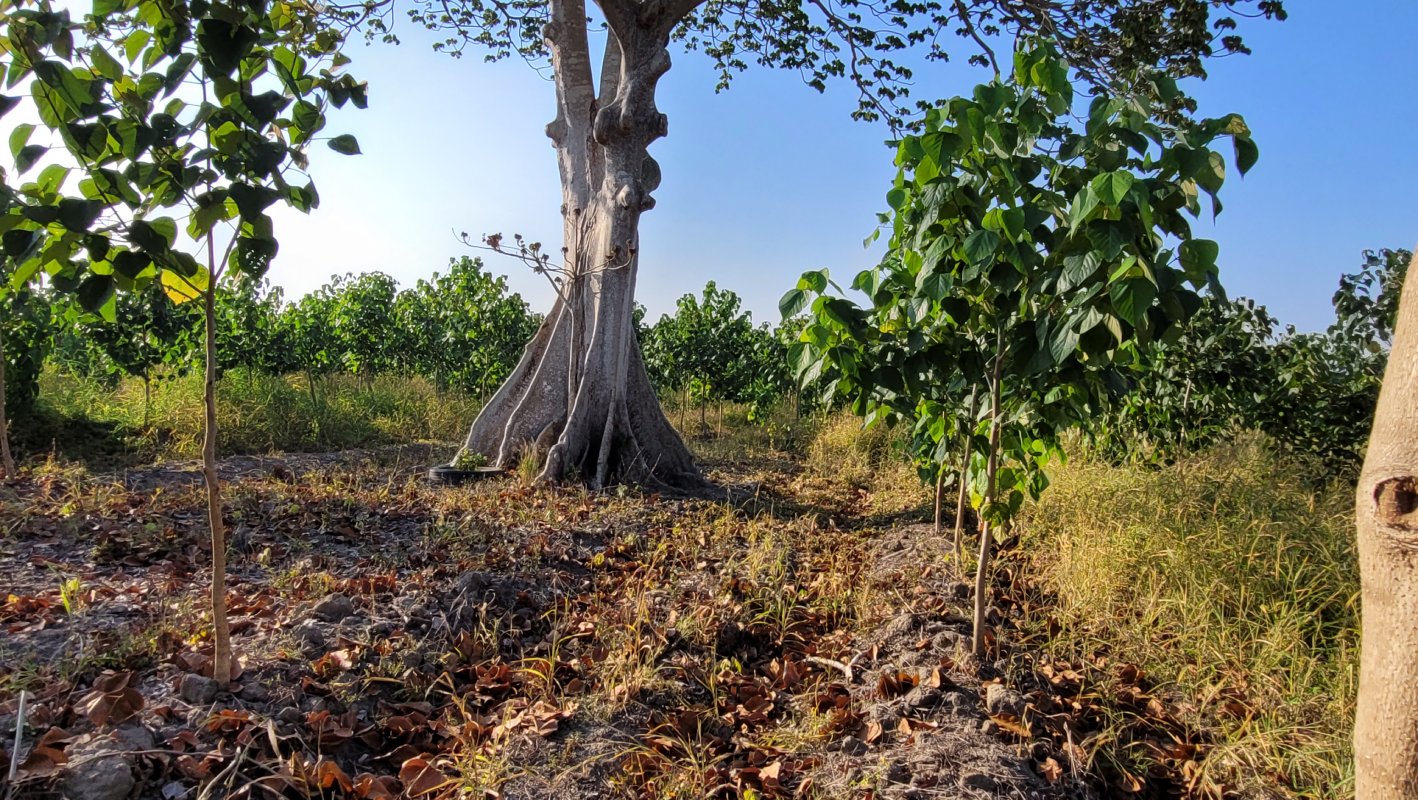 XiCO₂e: Mexican Reforestation Project: FORLIANCE