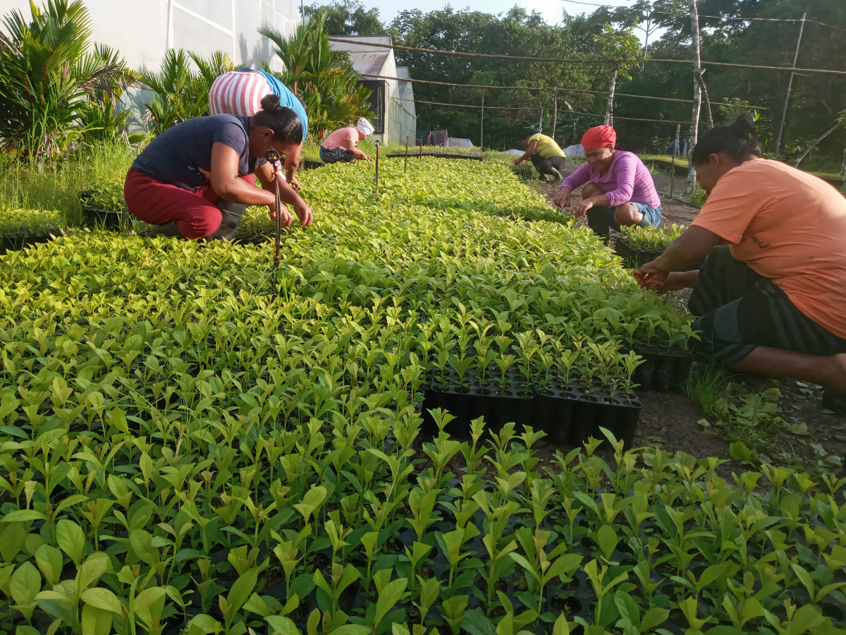 Panama Tropical Reforestation: FORLIANCE