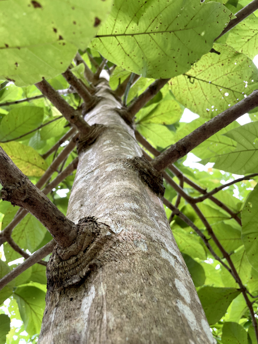 Panama Tropical Reforestation: FORLIANCE