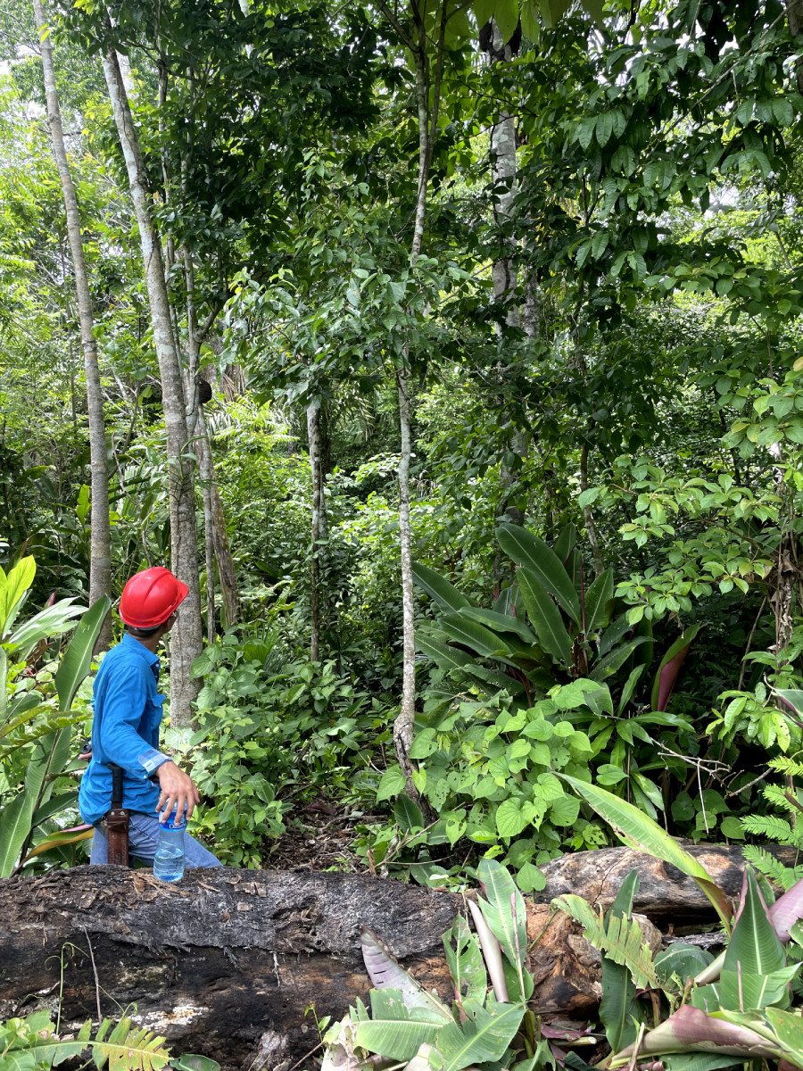 Panama Tropical Reforestation: FORLIANCE