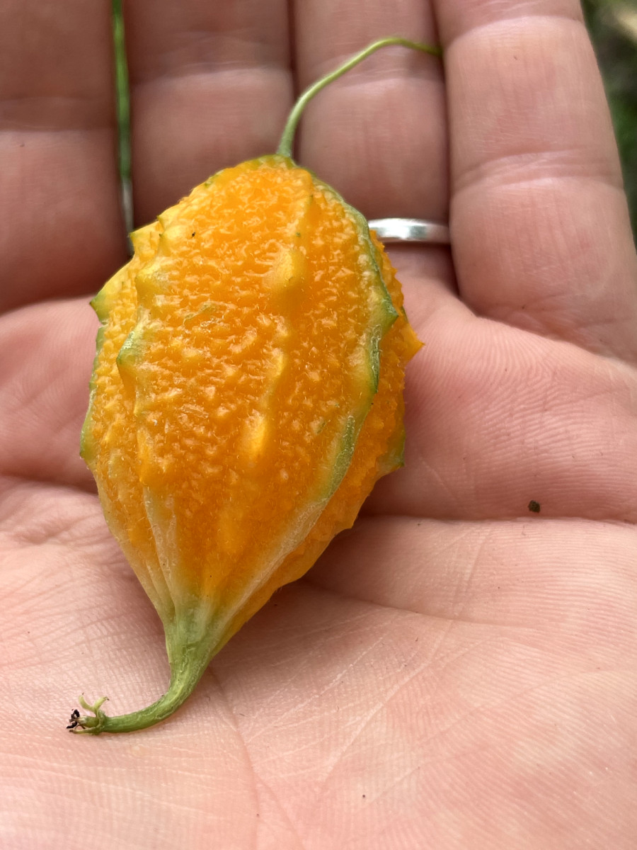 Panama Tropical Reforestation: FORLIANCE
