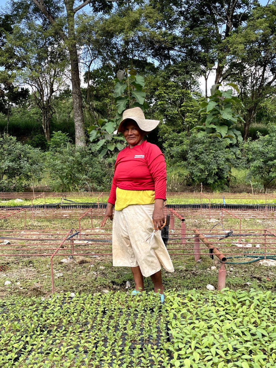 Panama Tropical Reforestation: FORLIANCE