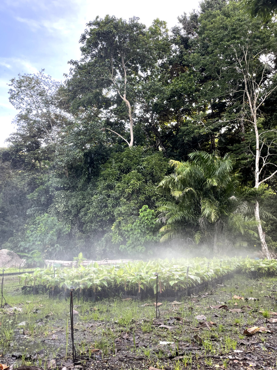Panama Tropical Reforestation: FORLIANCE
