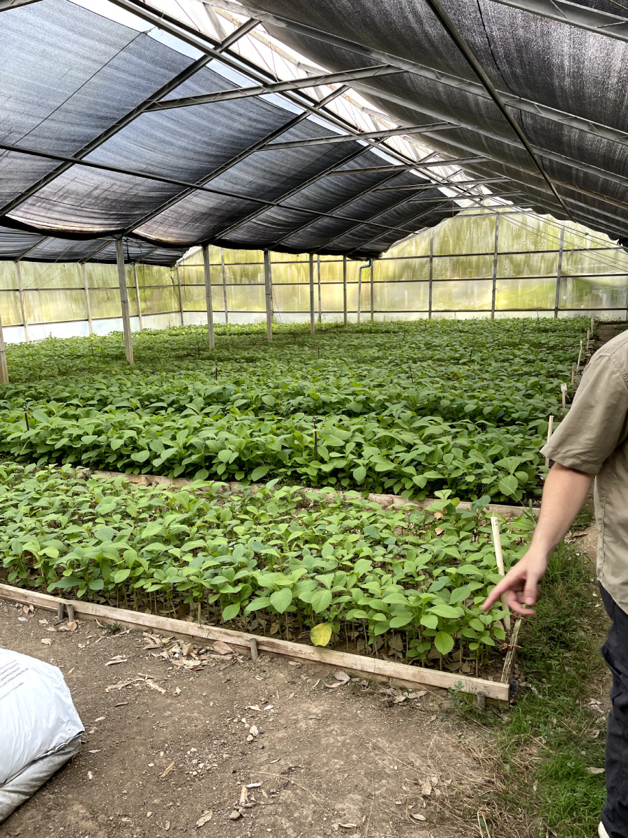 Panama Tropical Reforestation: FORLIANCE