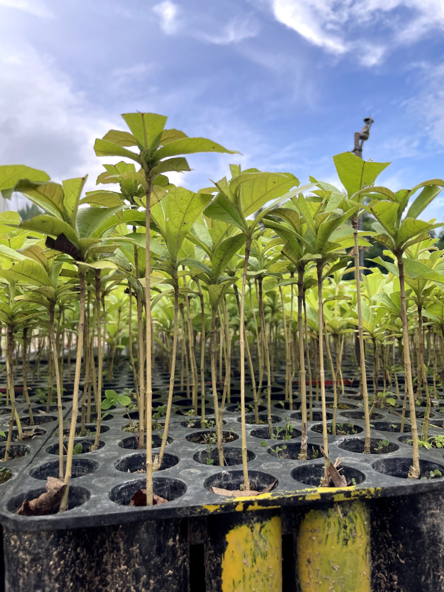 Panama Tropical Reforestation: FORLIANCE