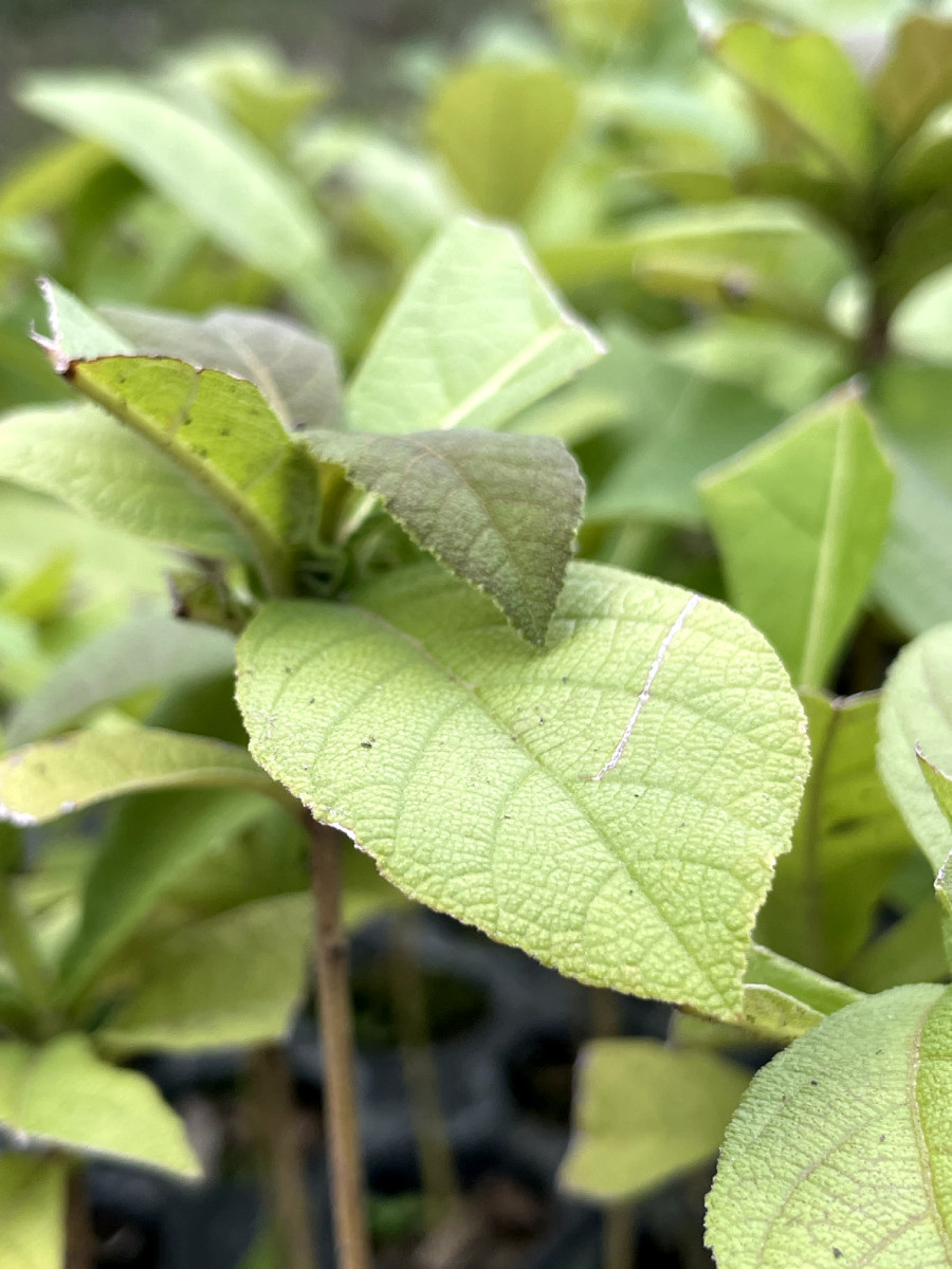 Panama Tropical Reforestation: FORLIANCE