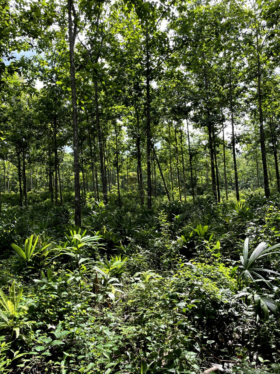 Panama Tropical Reforestation: FORLIANCE