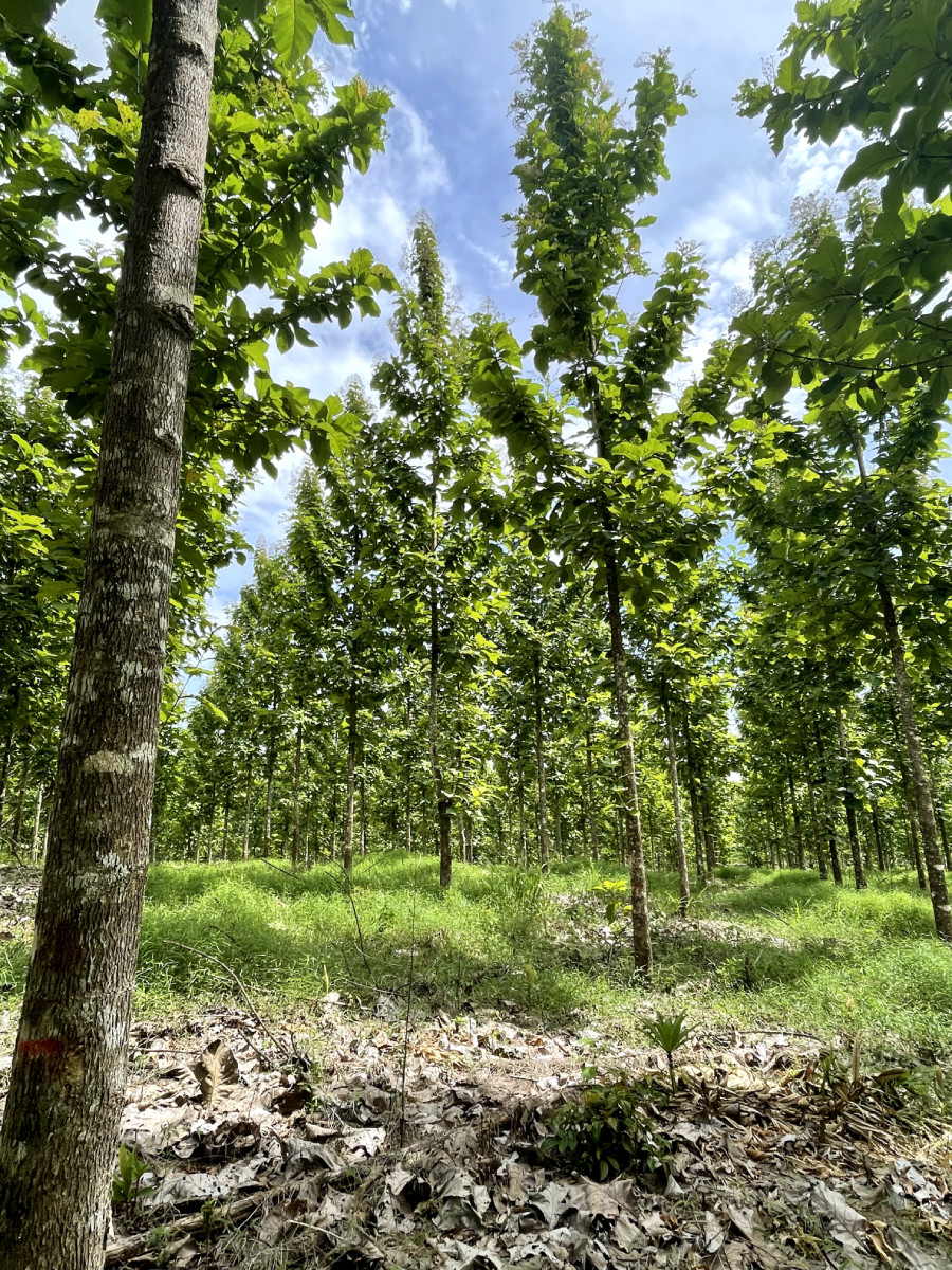 Panama Tropical Reforestation: FORLIANCE