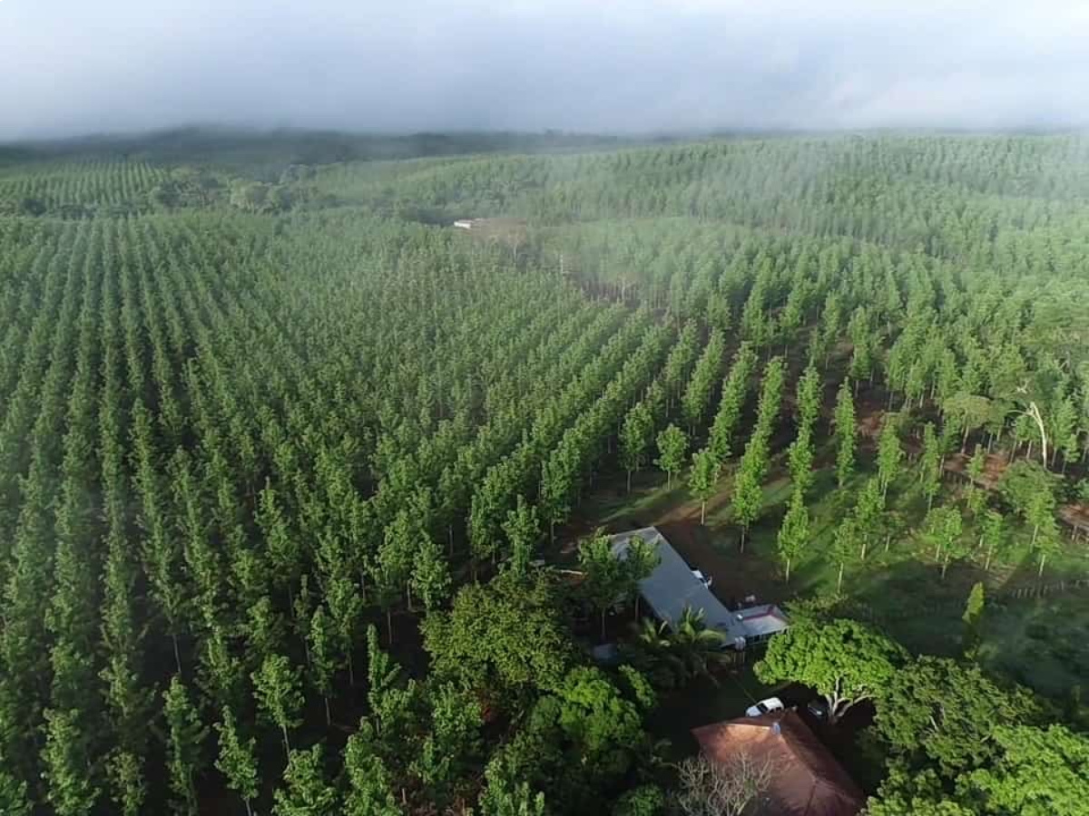 Panama Tropical Reforestation: FORLIANCE
