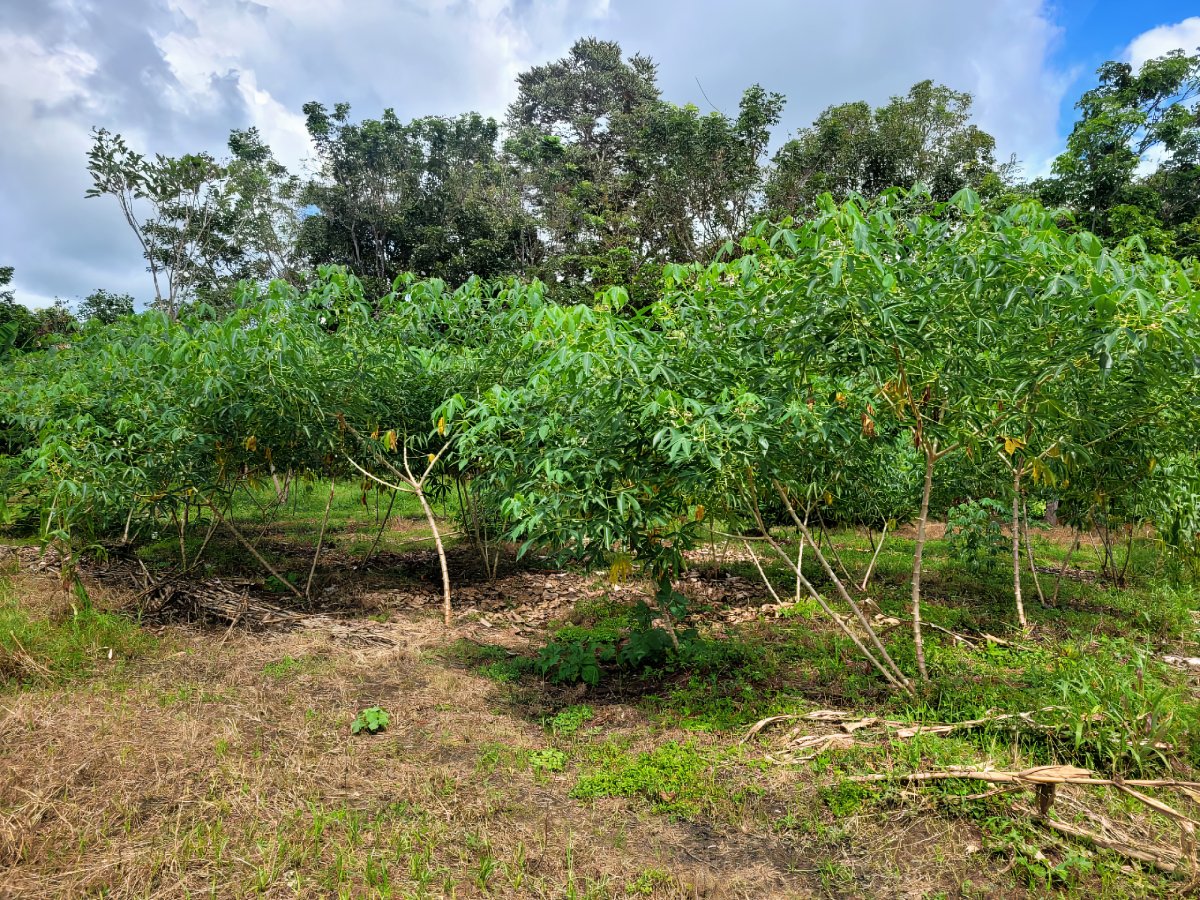 Panama Tropical Reforestation: FORLIANCE