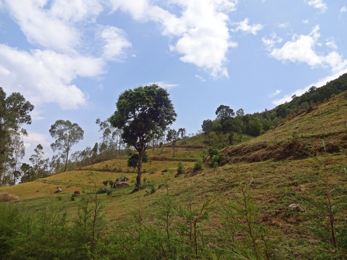Sodo/Humbo - Community Managed Reforestation: FORLIANCE