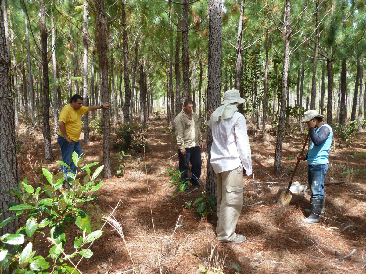 Vichada Climate Reforestation Project: FORLIANCE