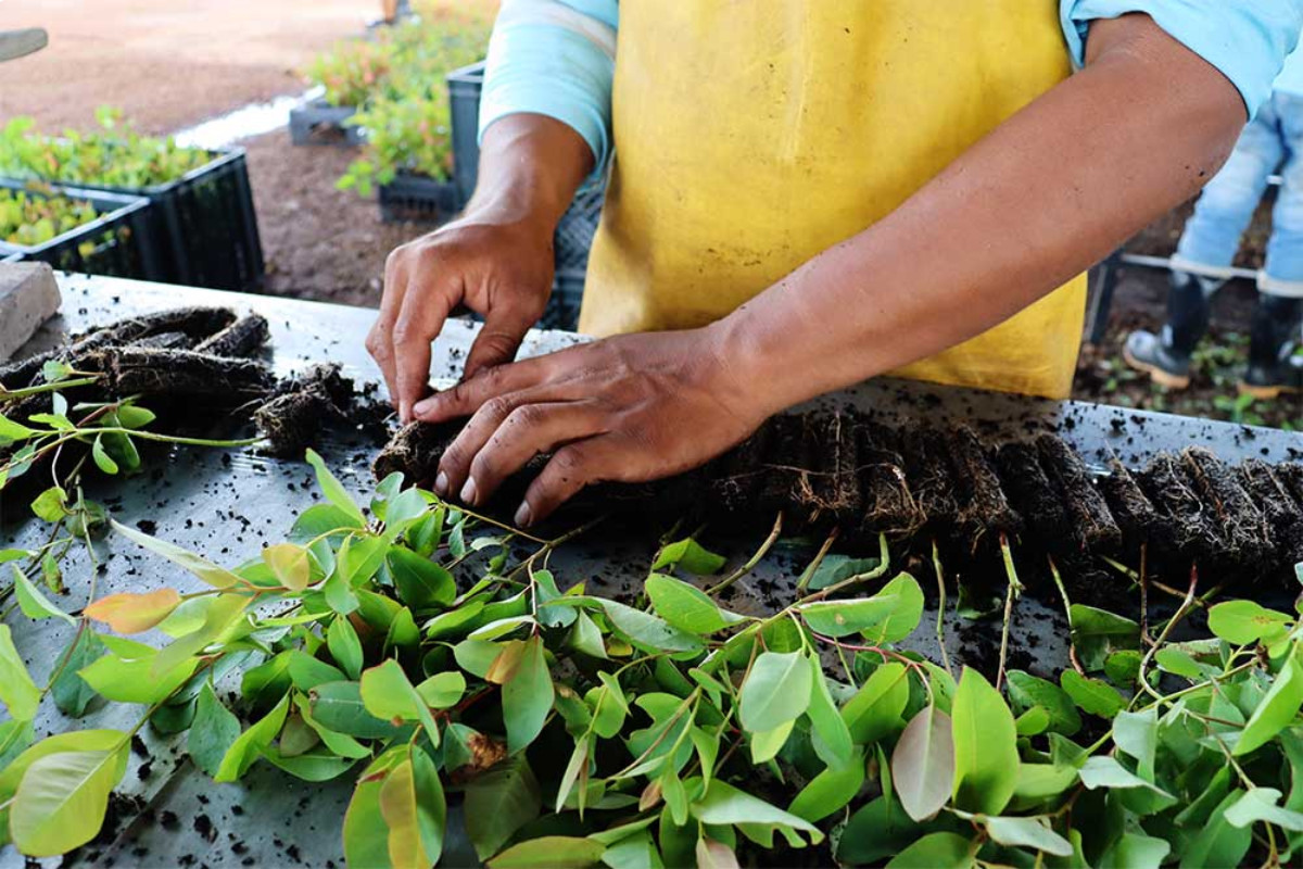 Vichada Climate Reforestation Project: FORLIANCE