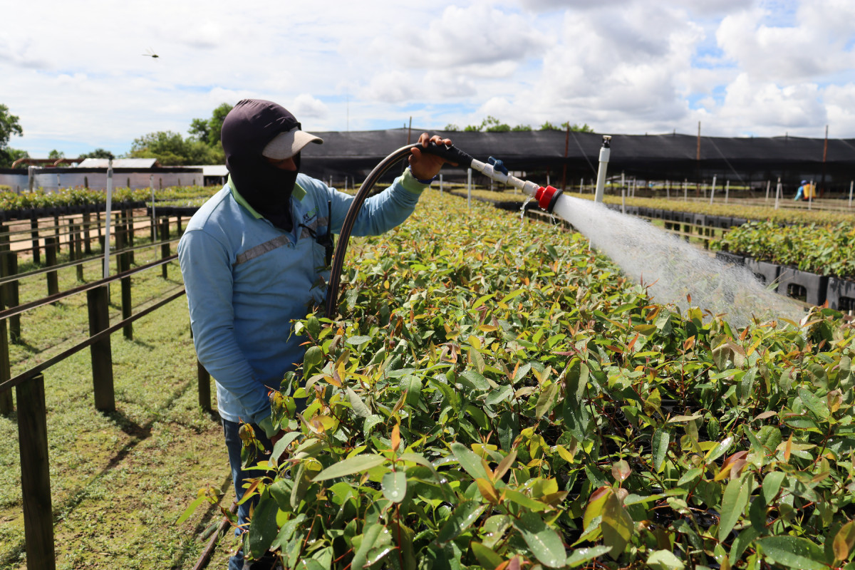 Vichada Climate Reforestation Project: FORLIANCE