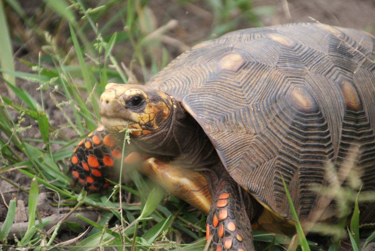 Vichada Climate Reforestation Project: FORLIANCE