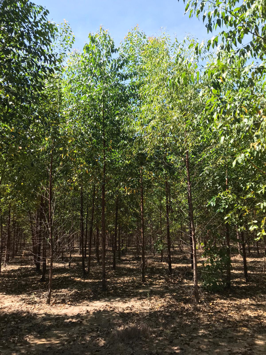 Vichada Climate Reforestation Project: FORLIANCE