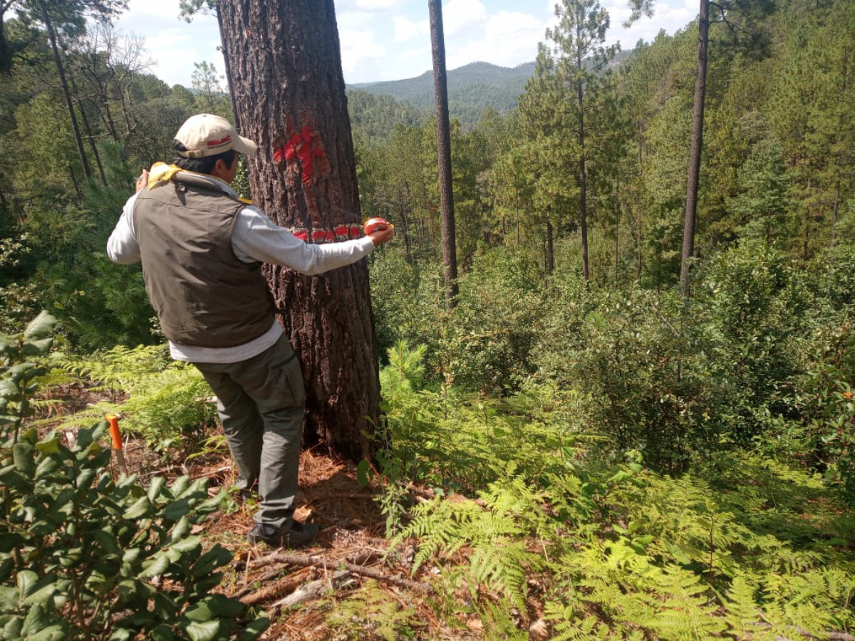 XiCO₂e: Durango Forest Project: FORLIANCE