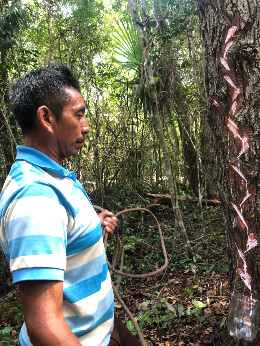 XiCO₂e: Mexican Peninsula Forest Project: FORLIANCE